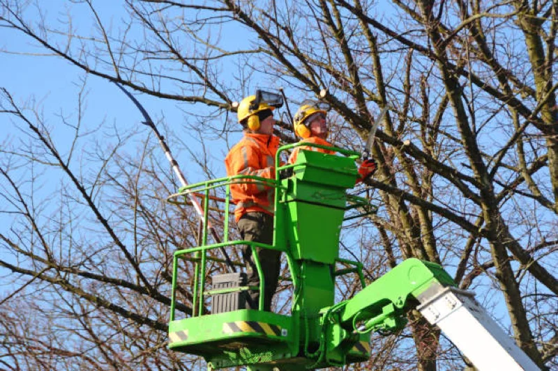 Tree Cabling and Bracing Services | Baton Rouge, LA